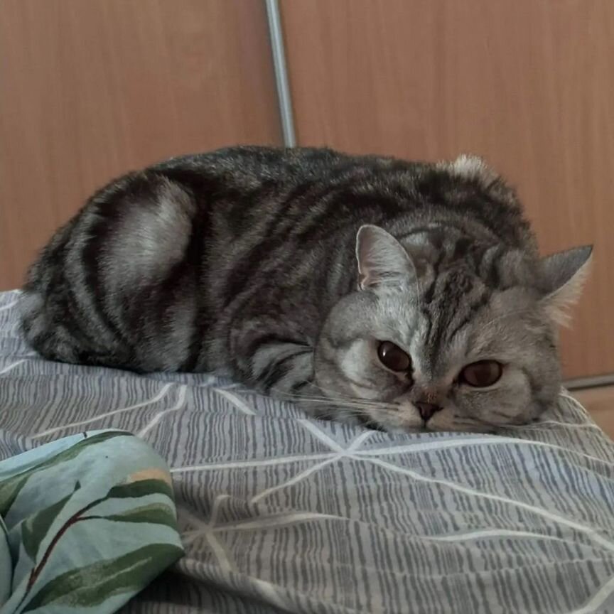 Шотландский вислоухий короткошёрстный, взрослый кот