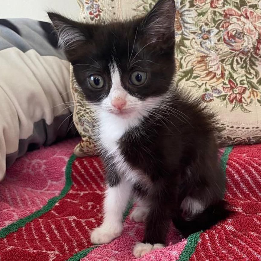 Котёнок ищет дом