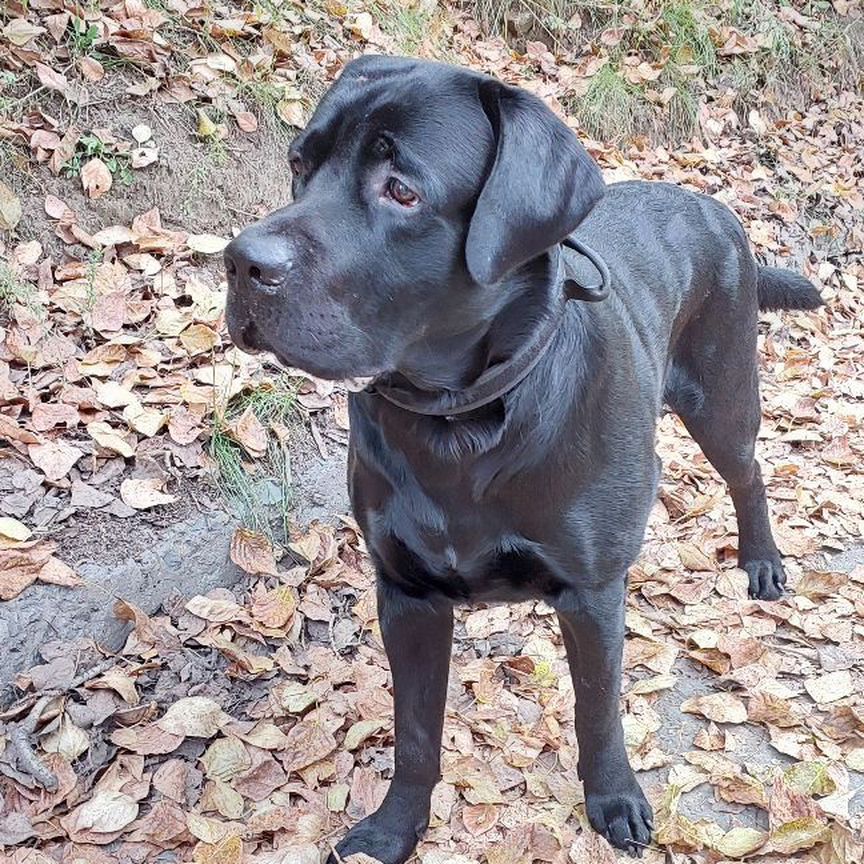 Щенок лабрадора - отдам