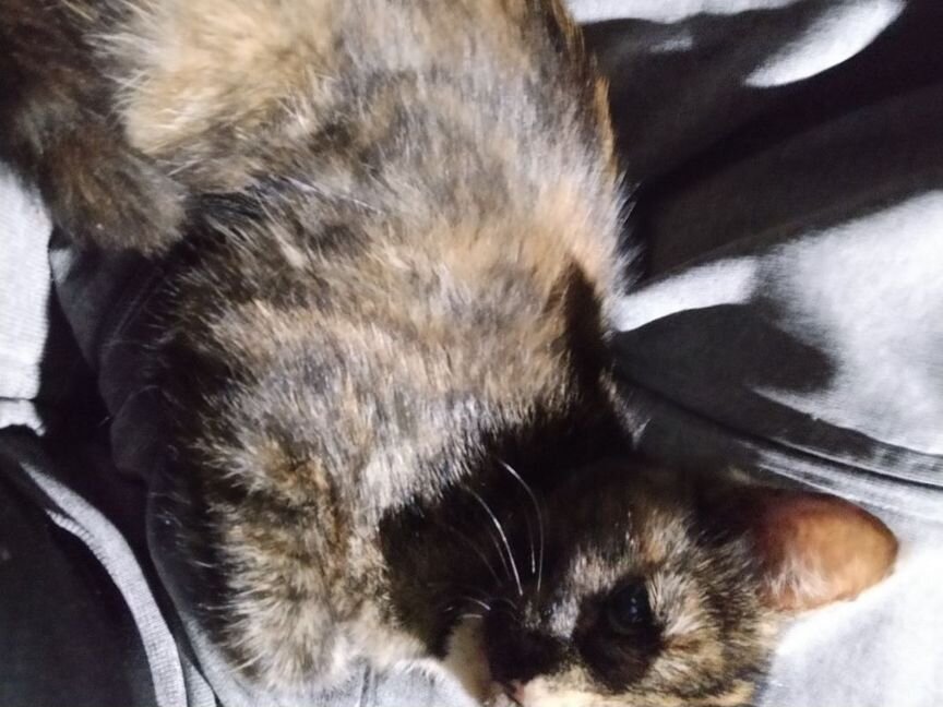 Котенок