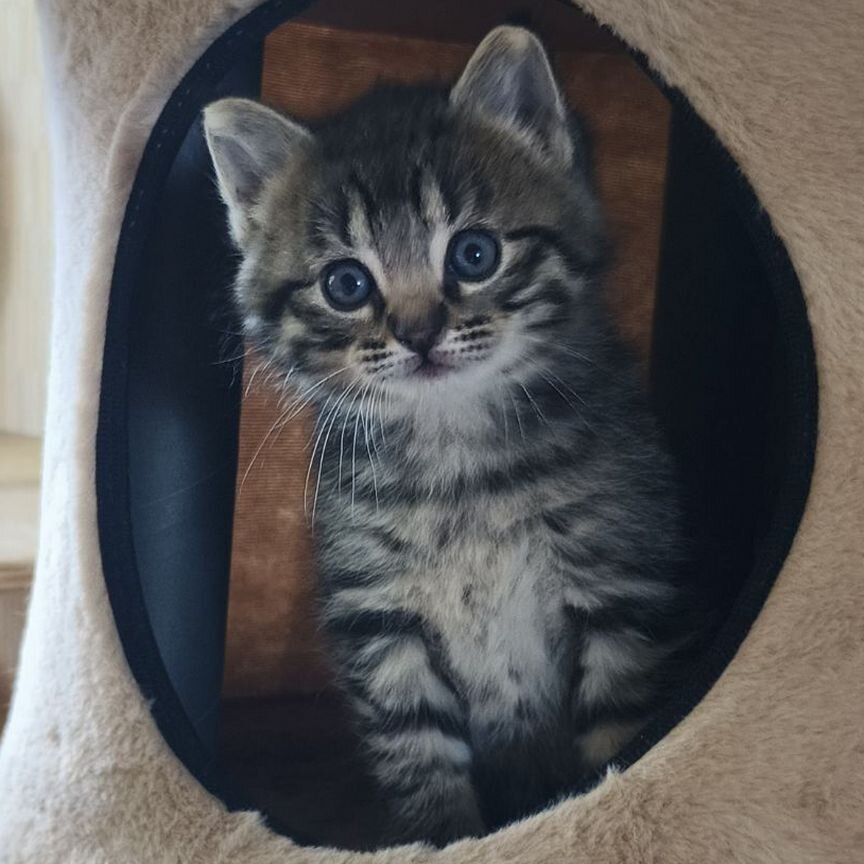 Котёнок в добрые руки