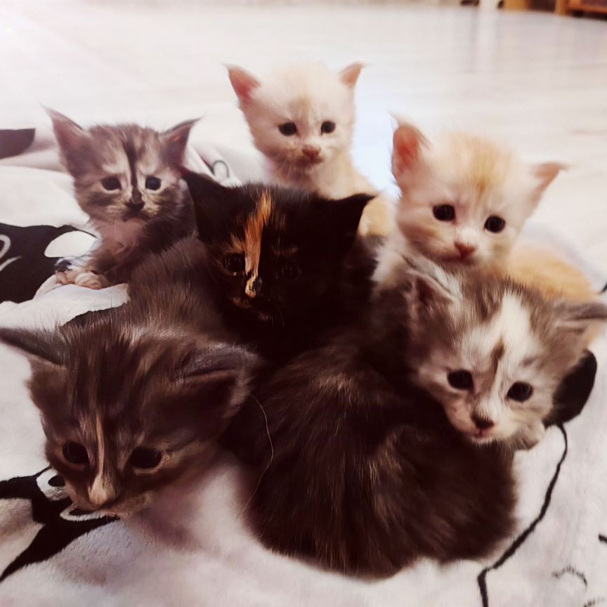 Мейн-кун котёнок