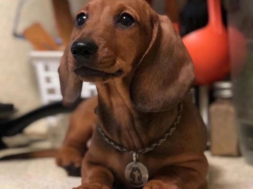 Шикарные рыжие стандарты от чемпионов