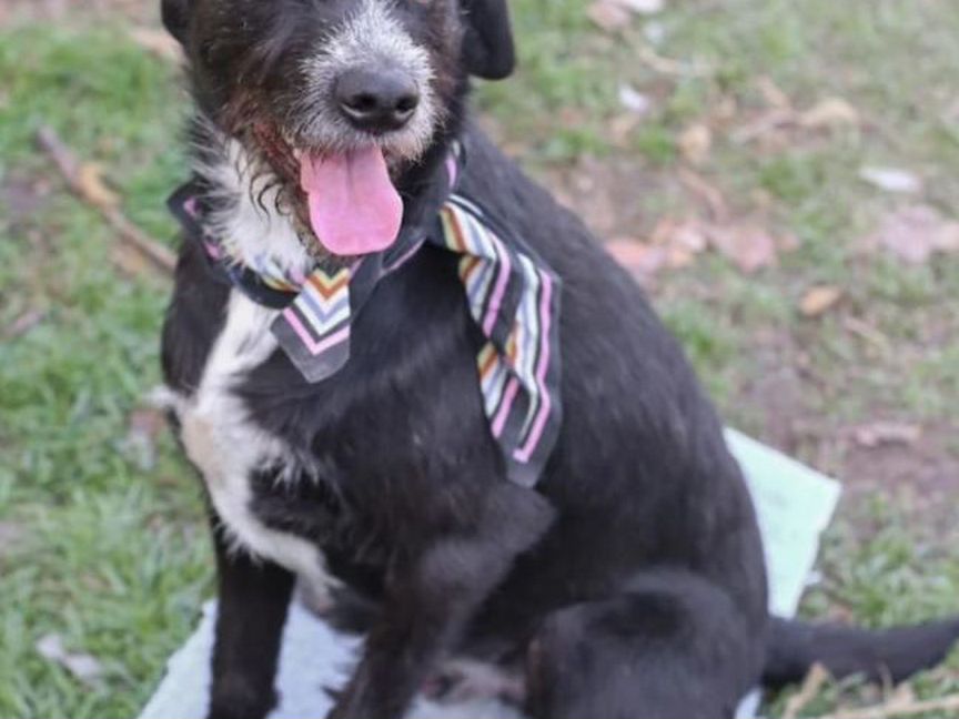 Мальчик метис Ризеншнауцера 1,5 охранник