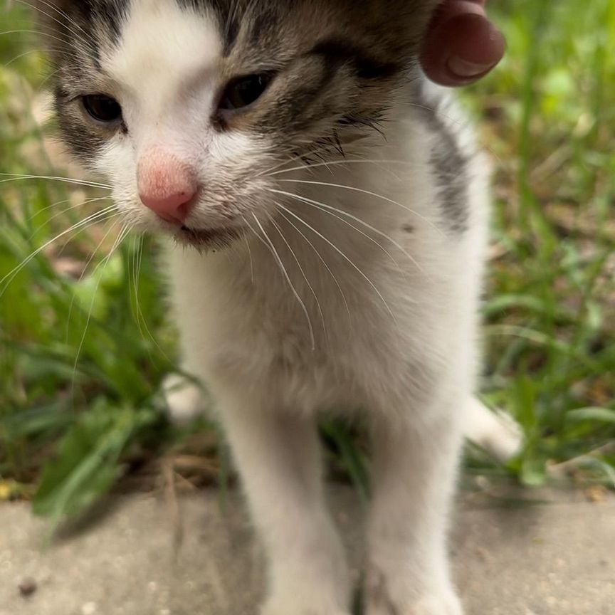 Котенок