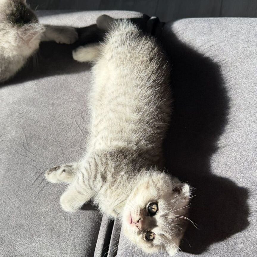 Шотландский вислоухий длинношёрстный котёнок