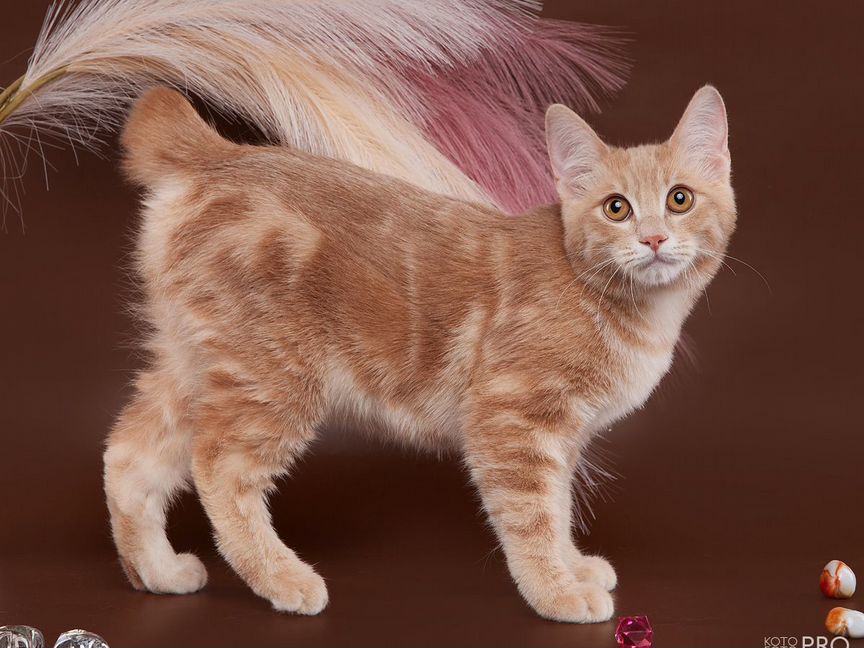 Абрикос. Котёнок курильского бобтейла