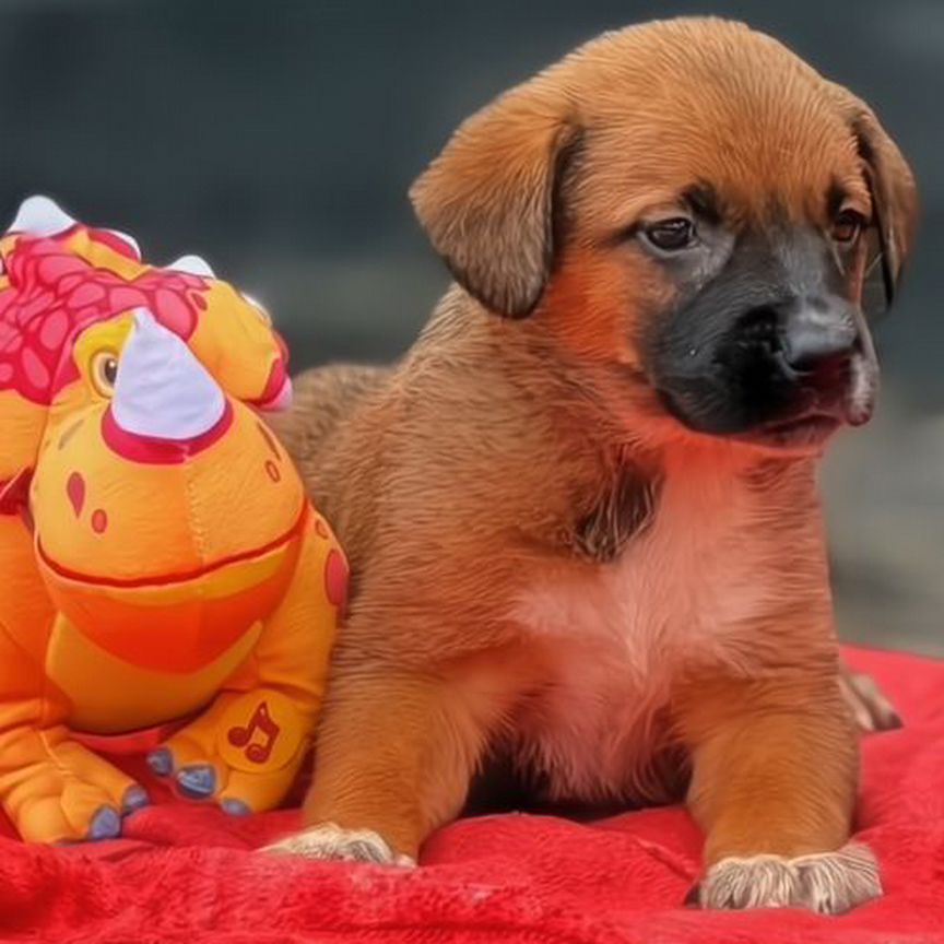 Щенок в добрые руки