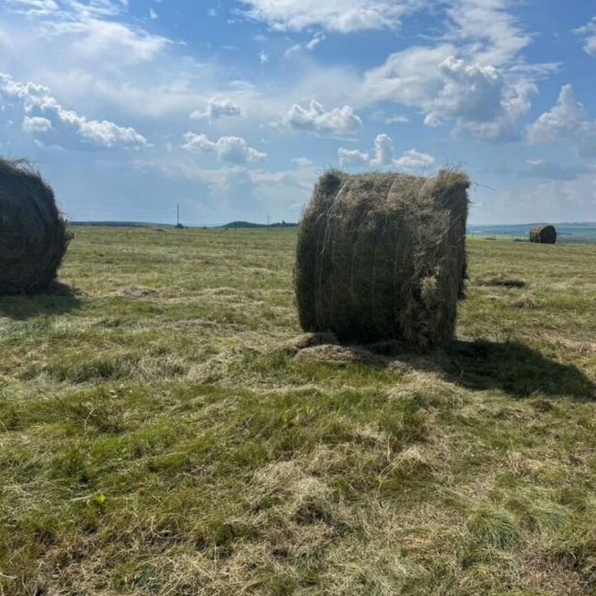 Продам сено в рулонах
