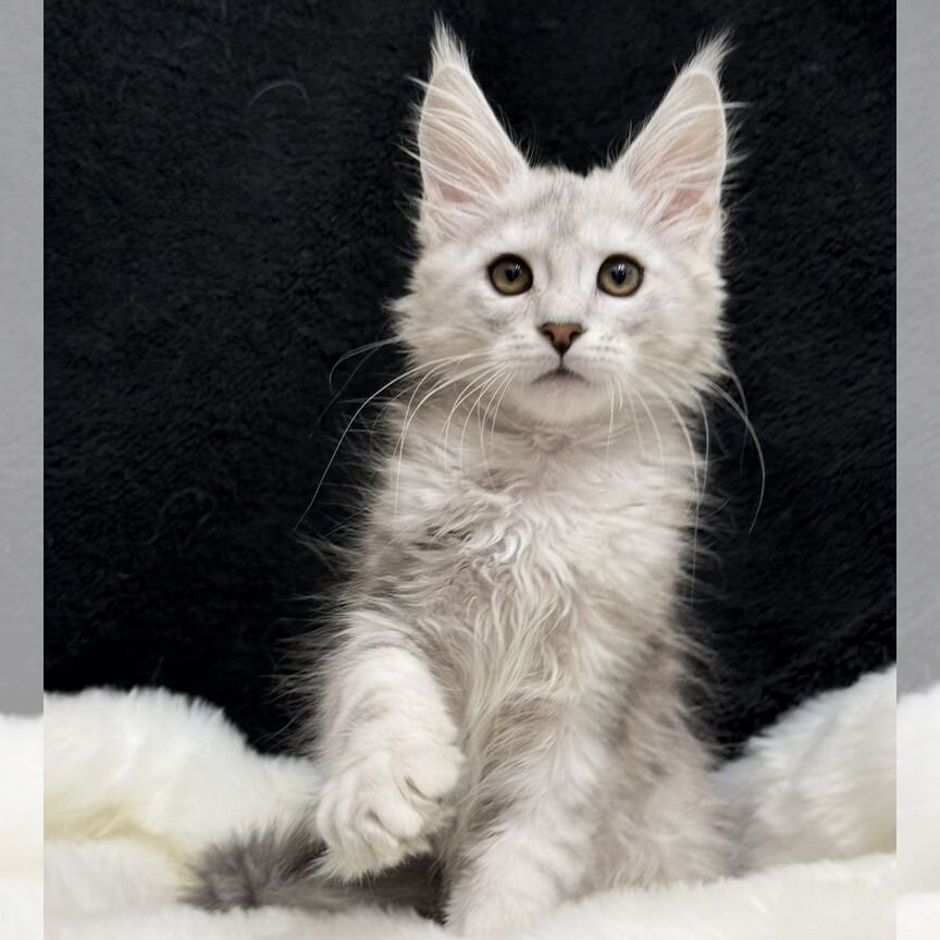 Мейн-кун котёнок