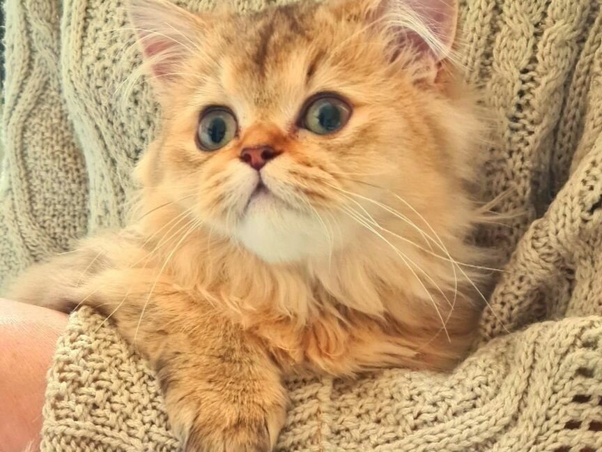 Кошка в дар