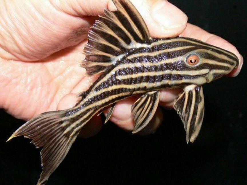 Панак Королевский