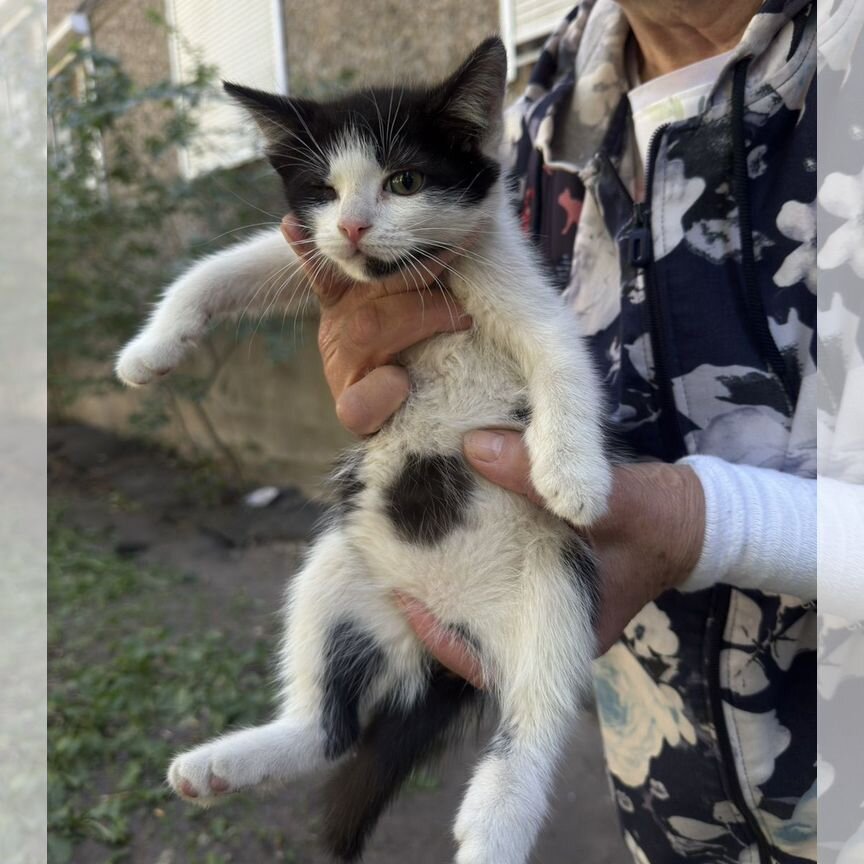 Котёнок в добрые руки