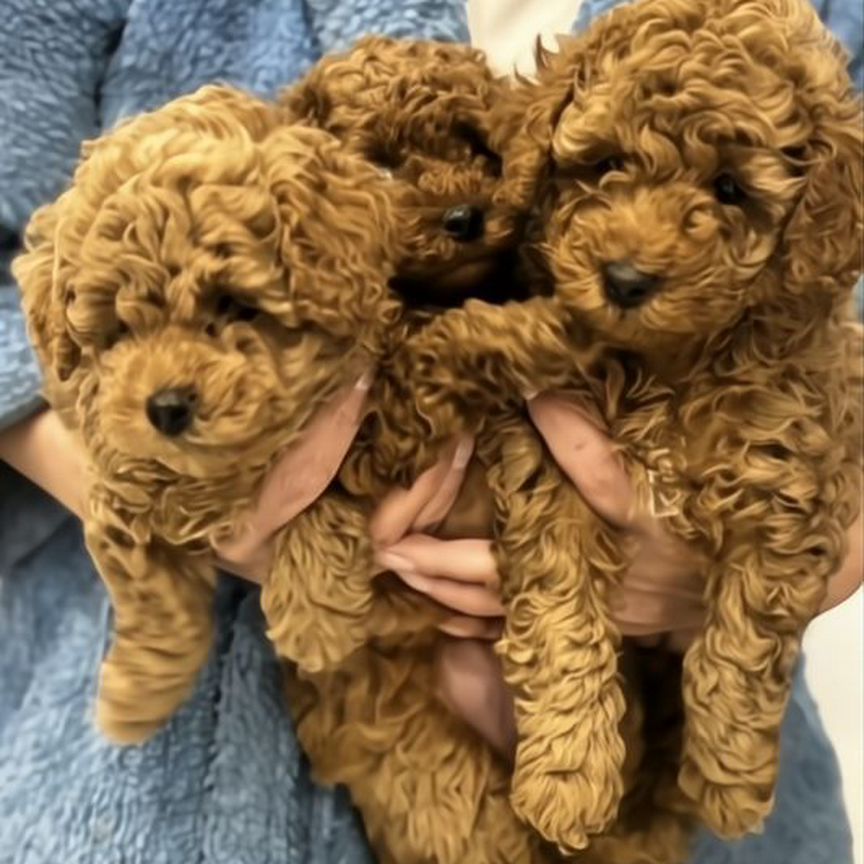 Той-пудель, щенок