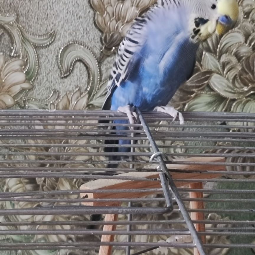 Волнистый попугай