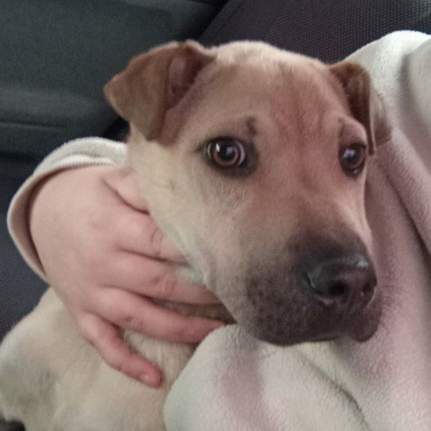 Шарпей, взрослый пёс