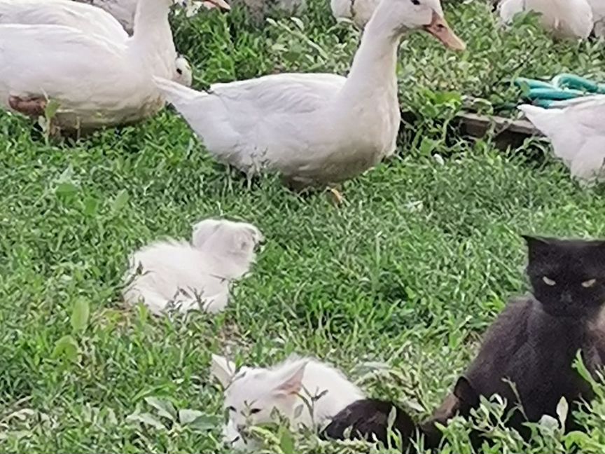 Утки муларды