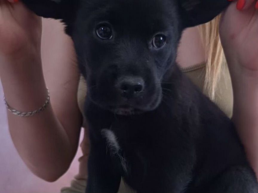 Малыш бигль в добрые руки