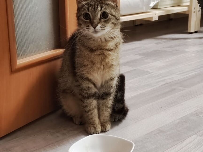 Кошка Крошка ищет дом