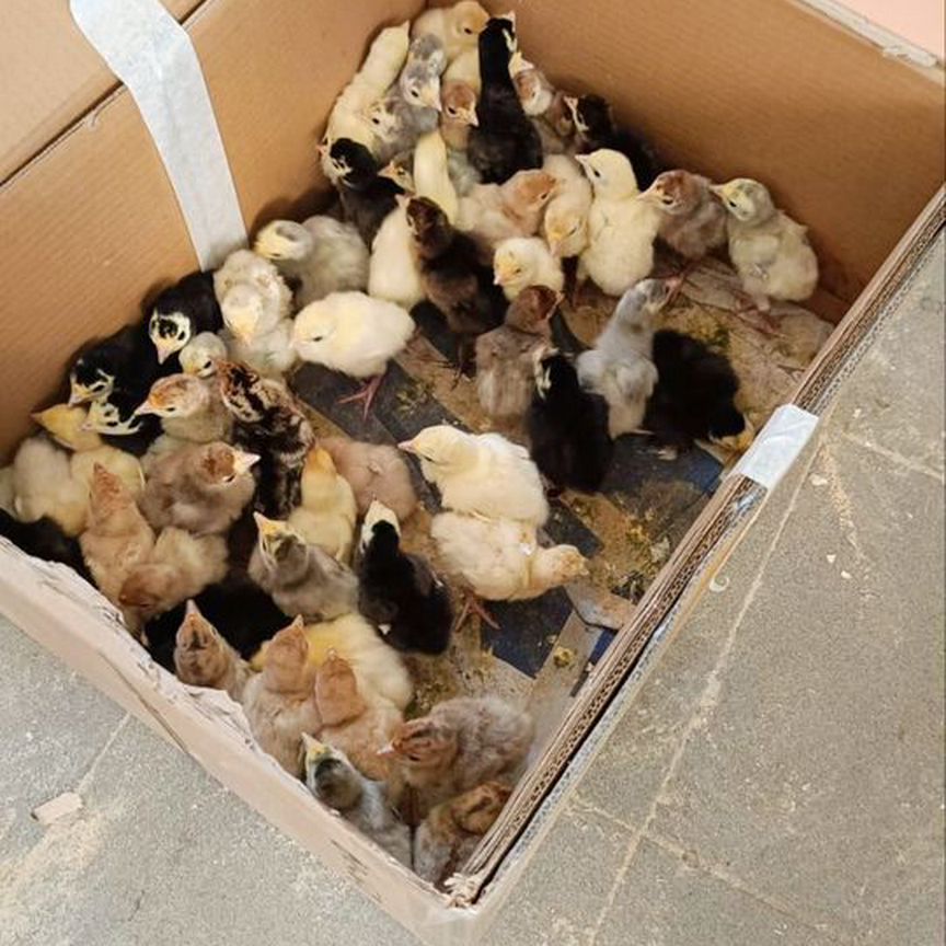 Цыплята суточные