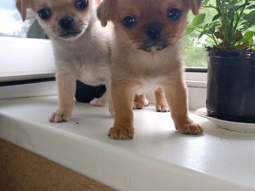 Чихуахуа девочки