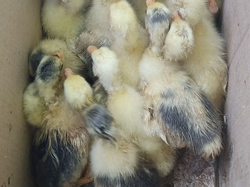 Гусята линда