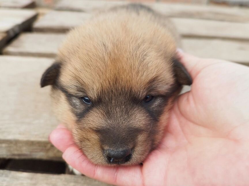 Щенок карело финской лайки