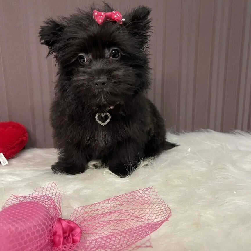 Мальтипу, щенок