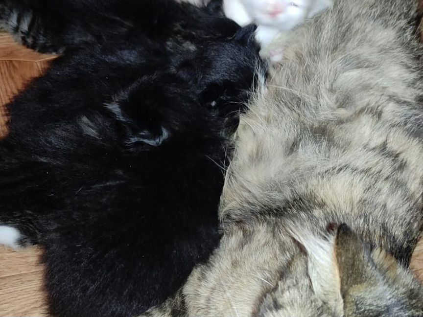 Котята в добрые руки бесплатно