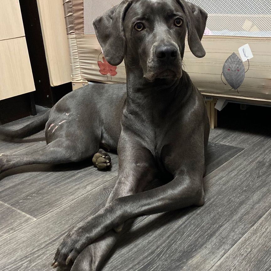 Собака в добрые руки