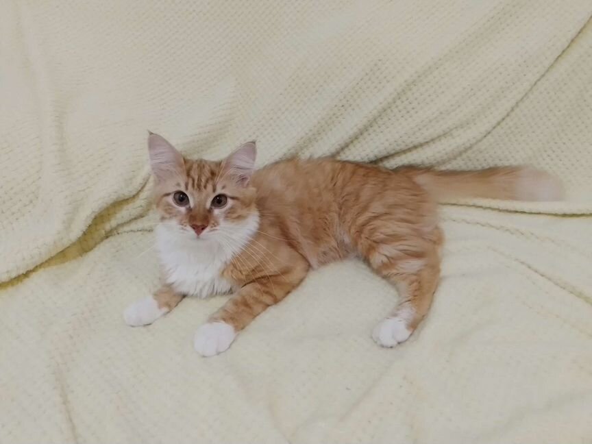 Кот Норвежский Лесной + Мейн-кун