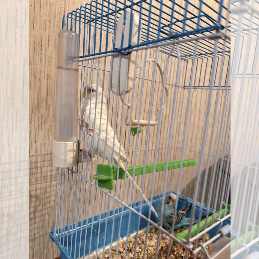 Волнистый попугай с клеткой