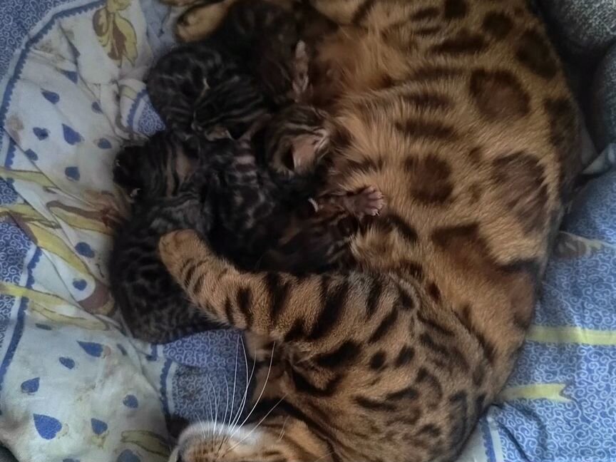 Бенгальские котята без документов. Чистокровные