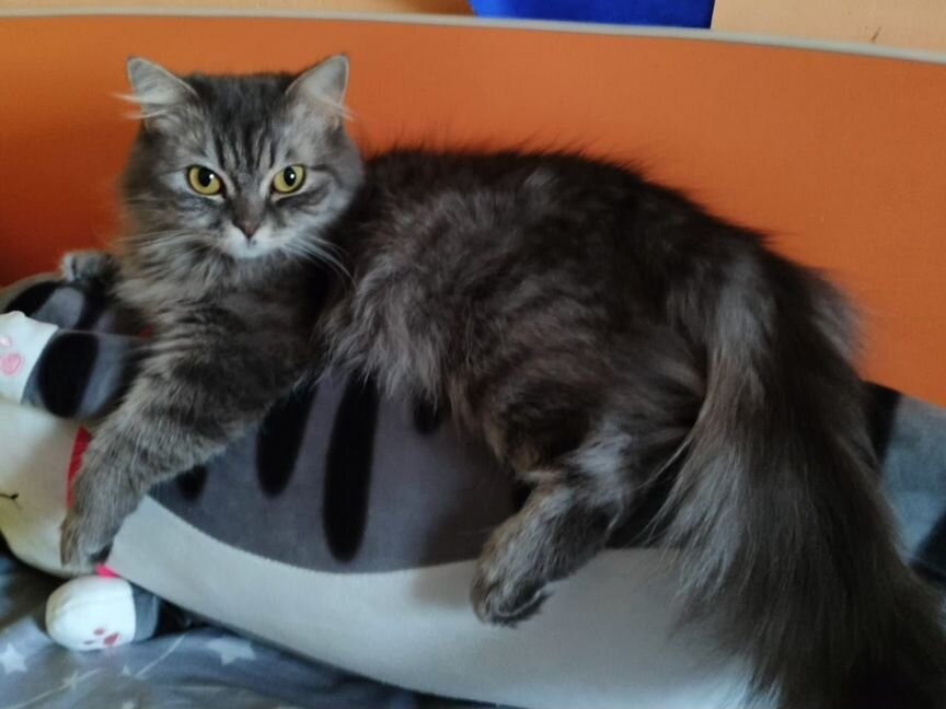 Кошка Плюша оказалась на улице