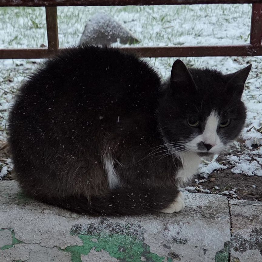 Взрослая, кошка в добрые руки