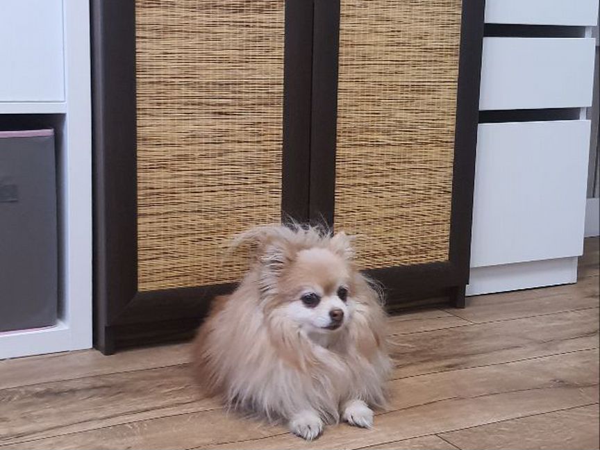 Длинношерстный чихуахуа