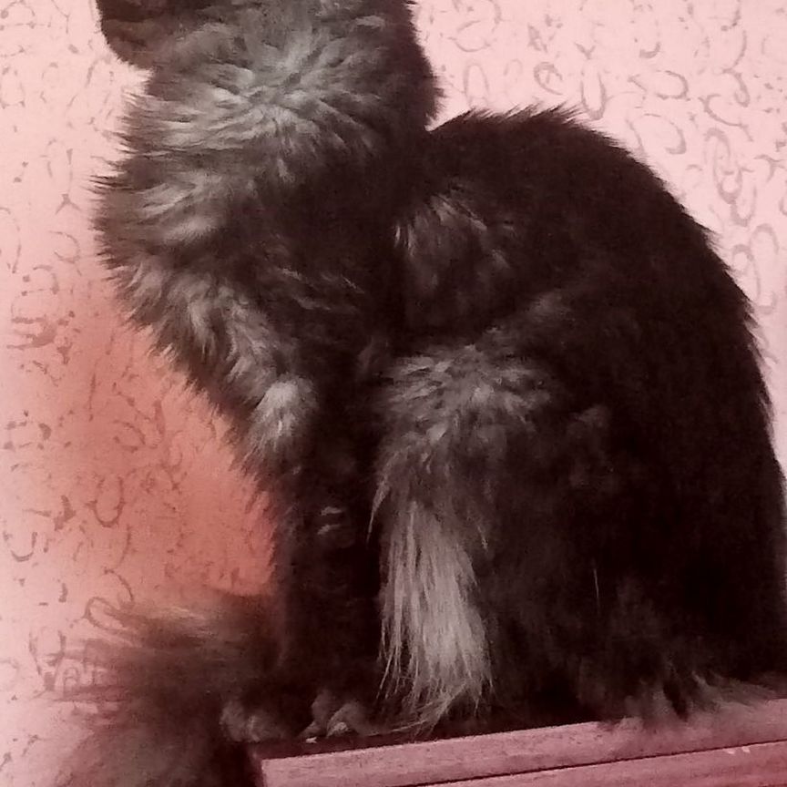 Продам Мейн-куна, кот