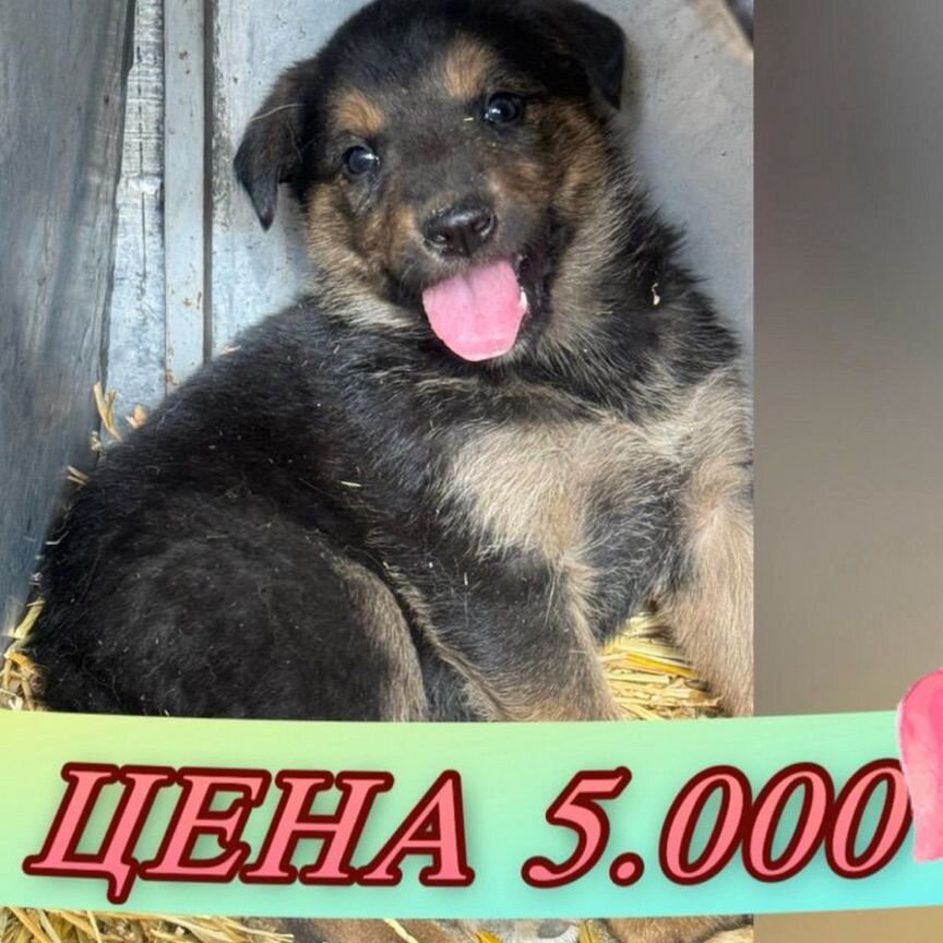 Немецкая овчарка, щенок