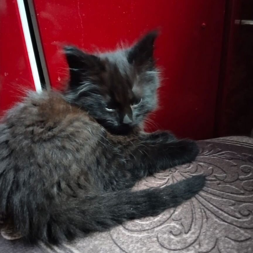 Котята в добрые руки,2 девочки и серый мальчик