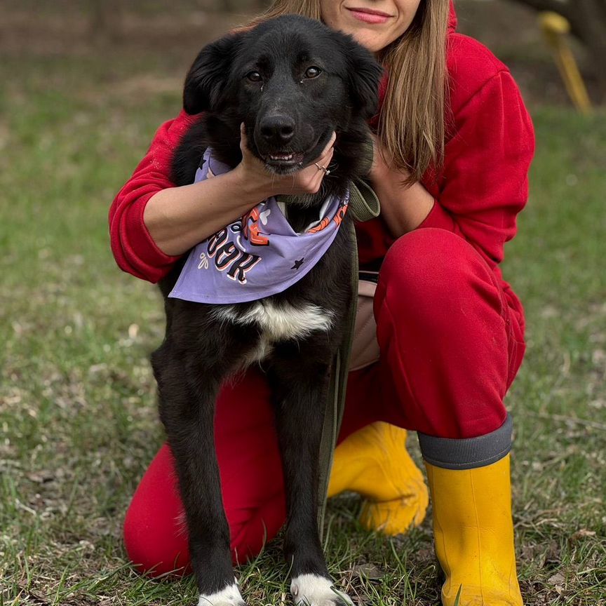 Взрослая собака в добрые руки