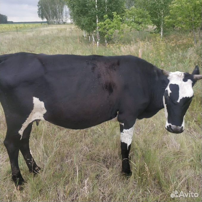 Первотелки