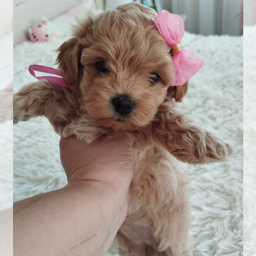 Мальтипу f1 mini baby face