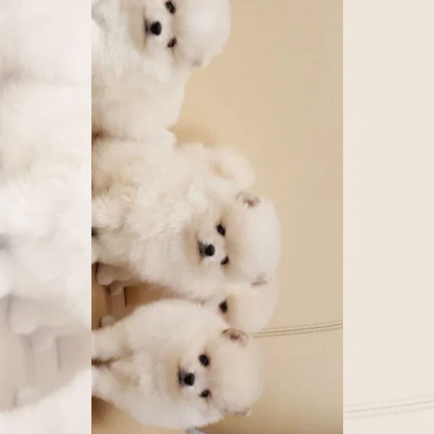 Померанский шпиц, щенок