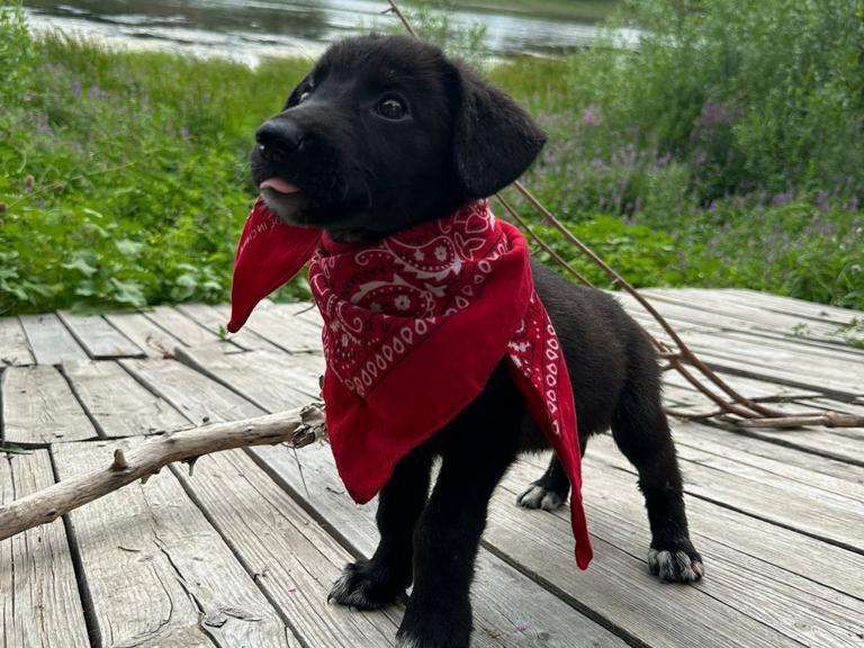 Собака