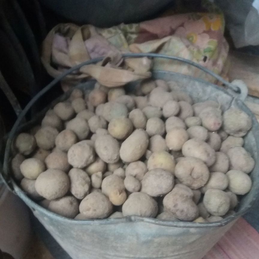 Картофель на корм скоту