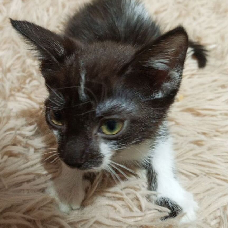 Котёнок в добрые руки