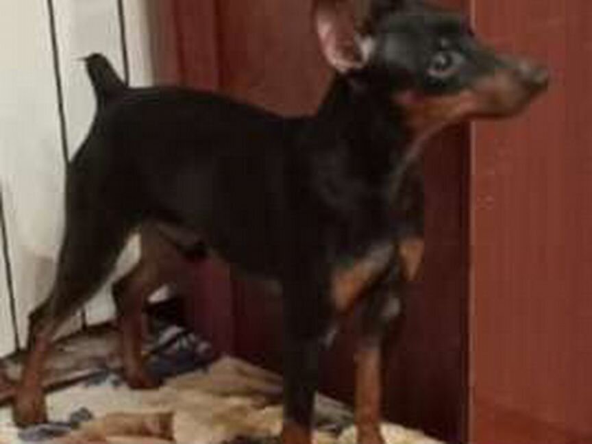 Вязка цвергпинчер