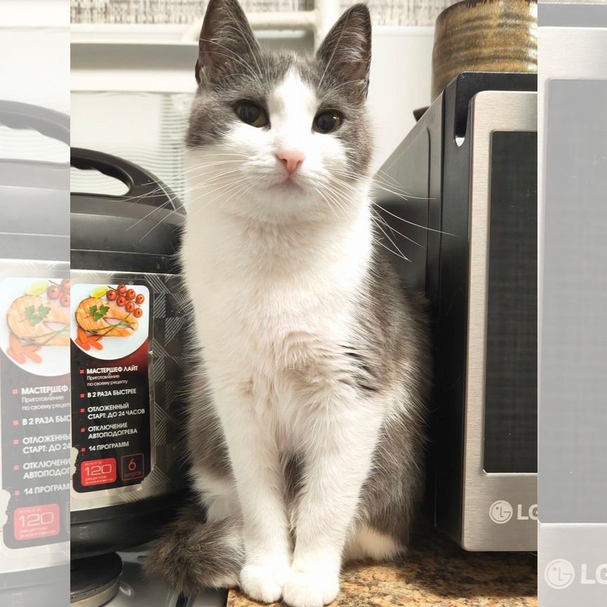 Котёнок в добрые руки