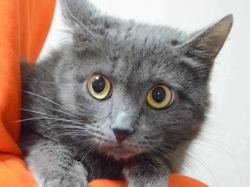 Гретту никто не замечает