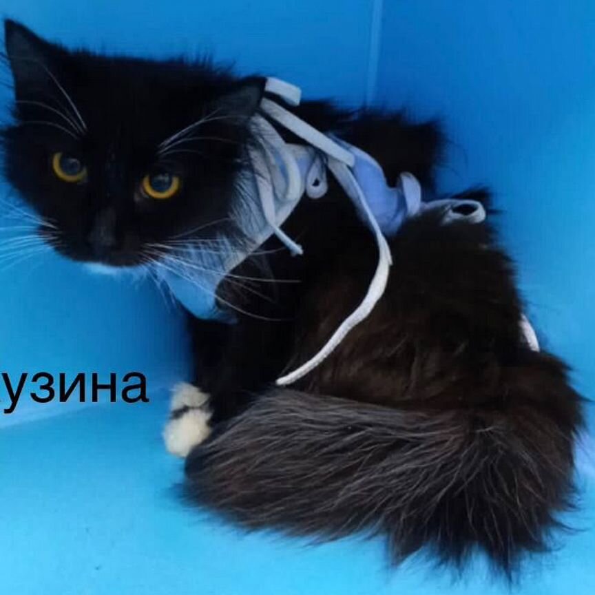 Кузина из дома под снос. Приютите, дом, семья